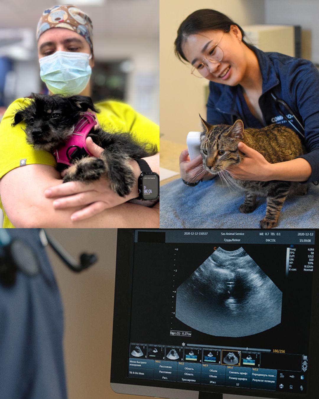 See more. Save more. Support Valley Humane's Ultrasound Campaign!